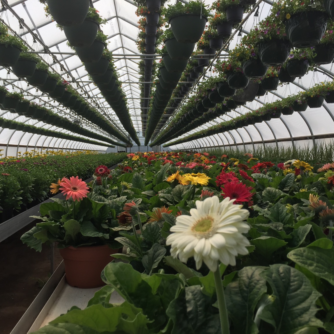 CT Grown Flowers - What to Get in April, and Where to Find It - CT Grown