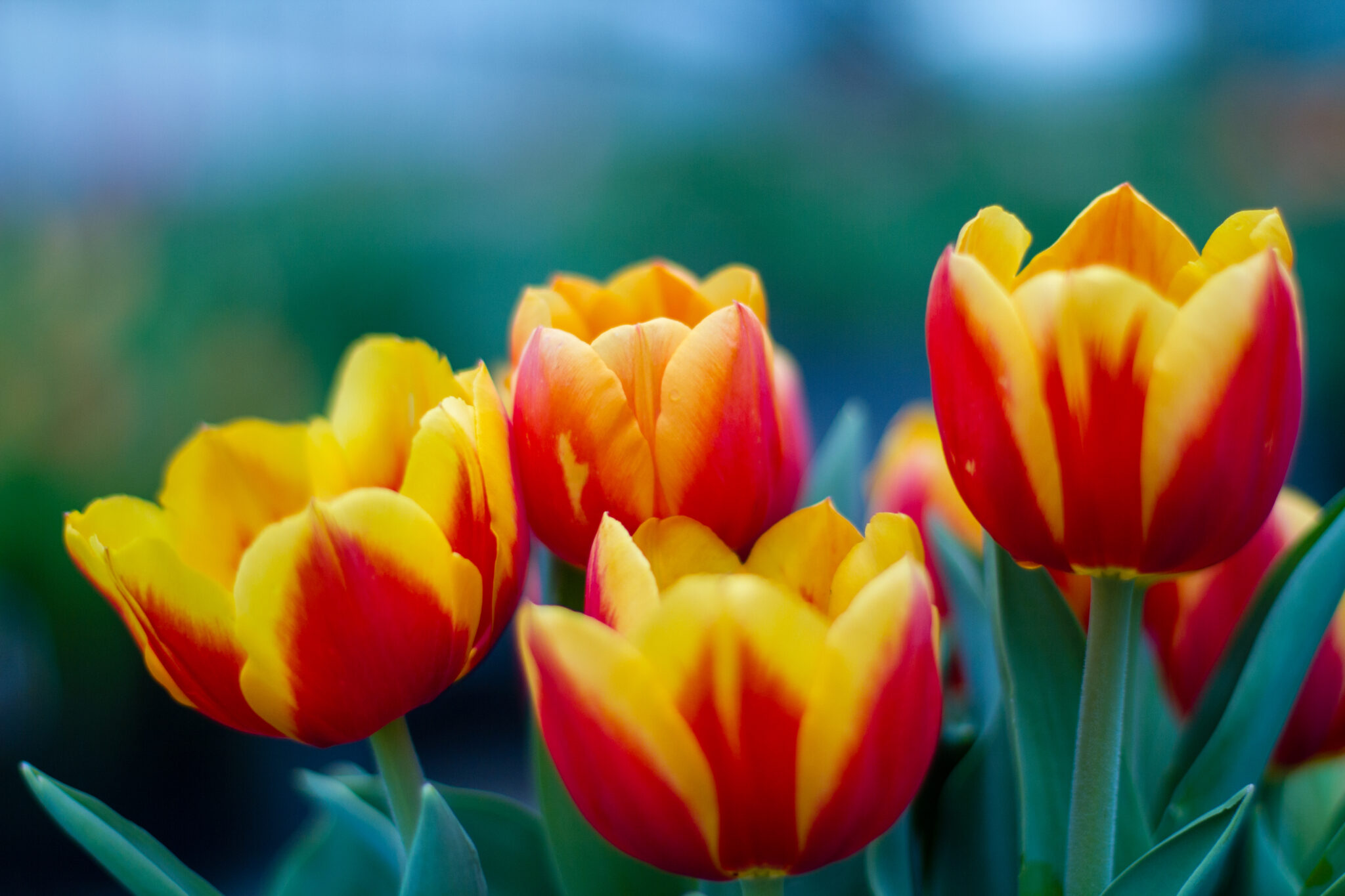 CT Grown Flowers - What to Get in April, and Where to Find It - CT Grown